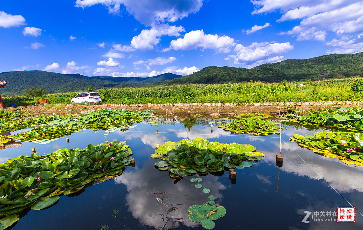 上传一组蓝天白云，荷花图片，请指正！！-中关村在线摄影论坛