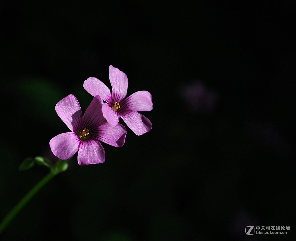 酢浆草-中关村在线摄影论坛
