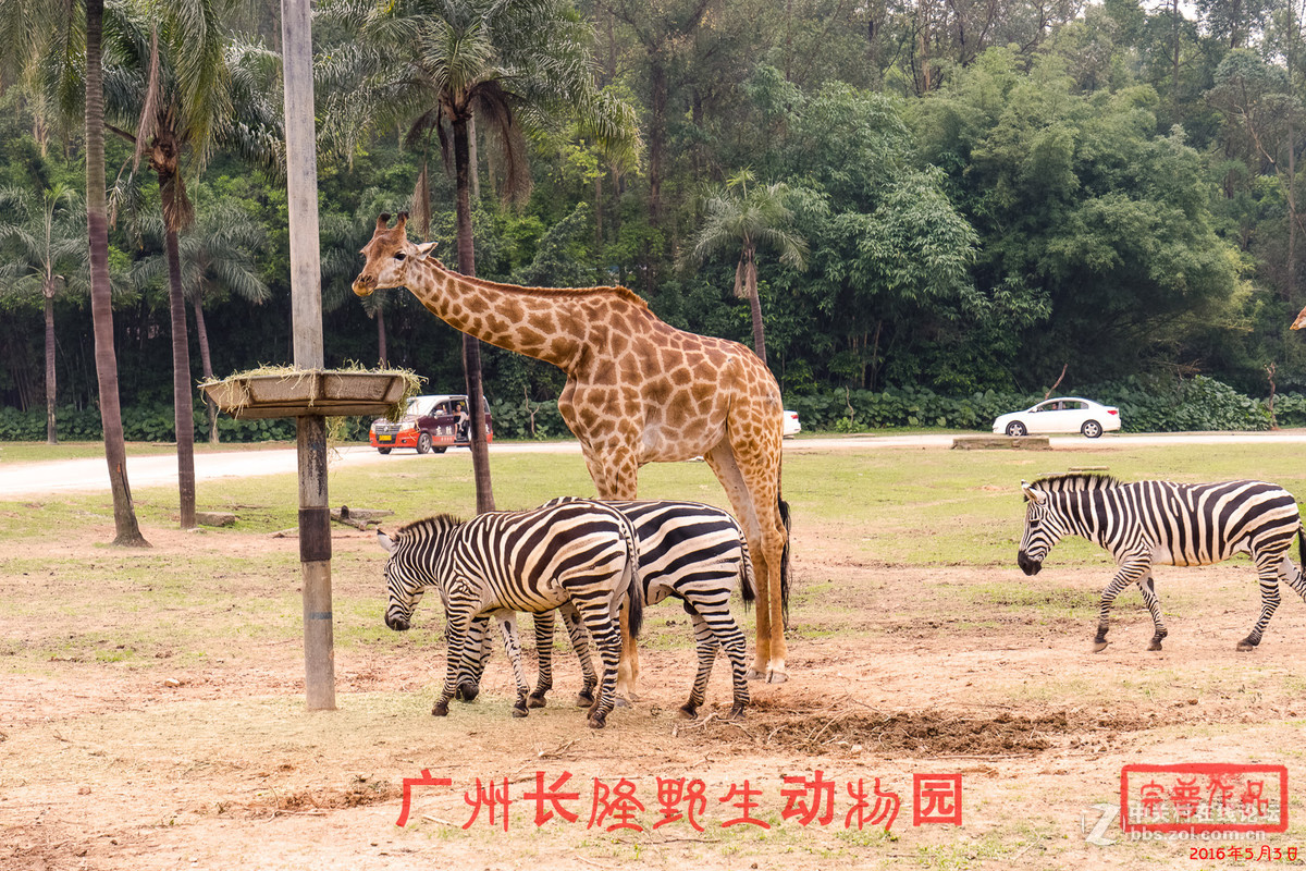 广州长隆野生动物园-中关村在线摄影论坛