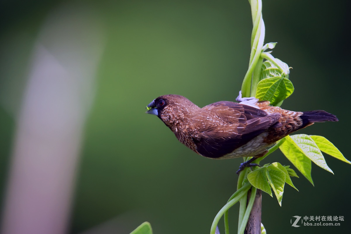 白腰文鸟-中关村在线摄影论坛