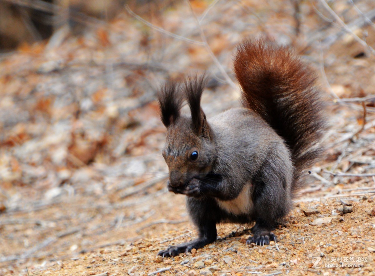松鼠-中关村在线摄影论坛