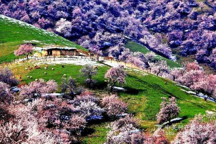 新疆伊犁杏花沟（花都港龙拍摄）-中关村在线摄影论坛