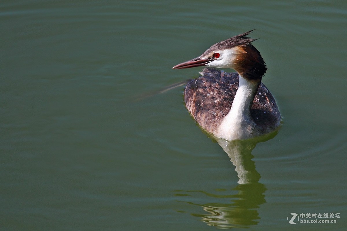 ??piti(这个鸟的名字搜狗拼音可以打出来，但传不到网页上）-中关村在线摄影论坛