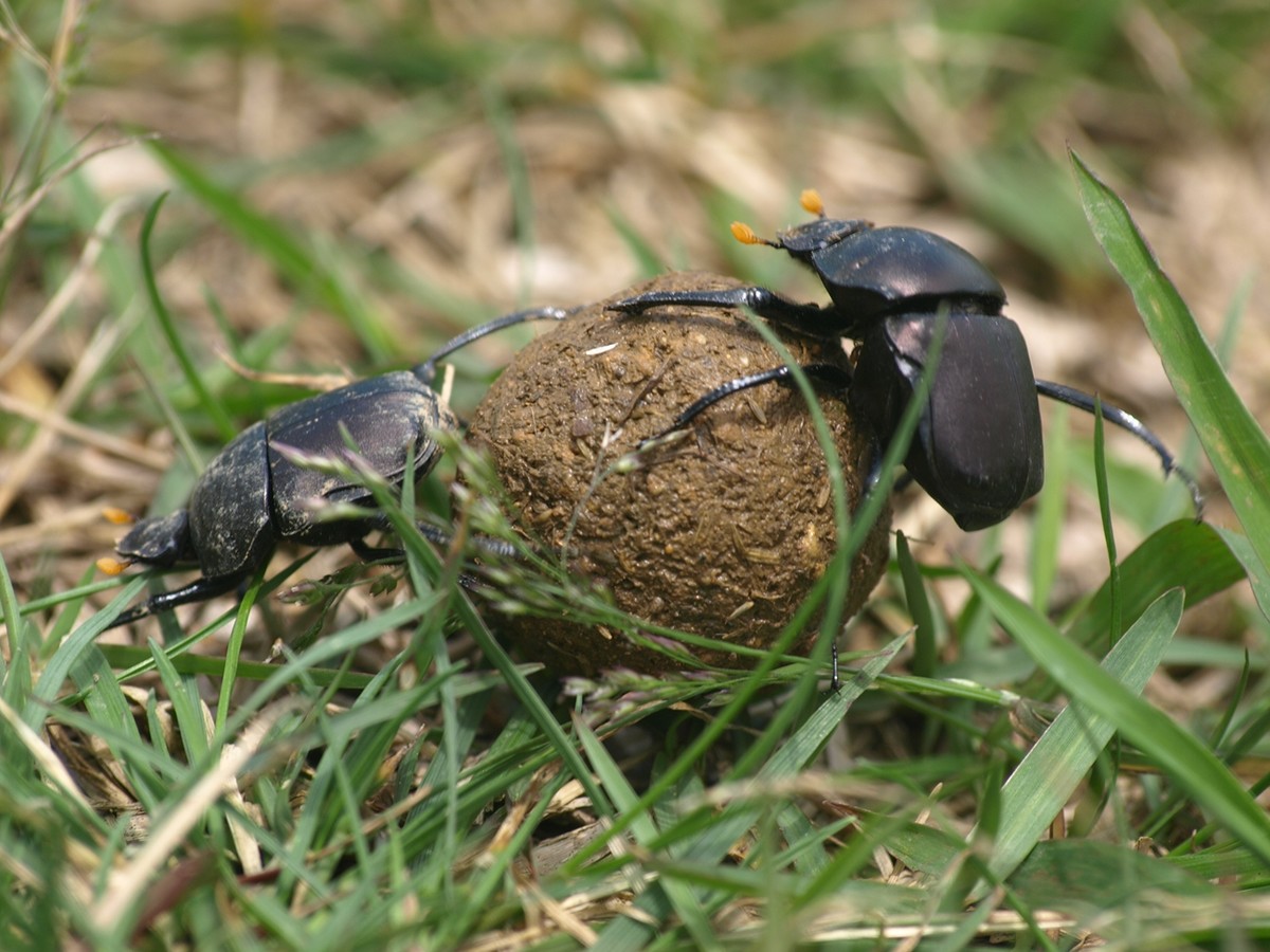 屎壳郎-中关村在线摄影论坛