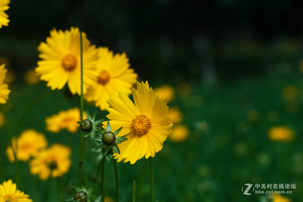 几片黄花-中关村在线摄影论坛