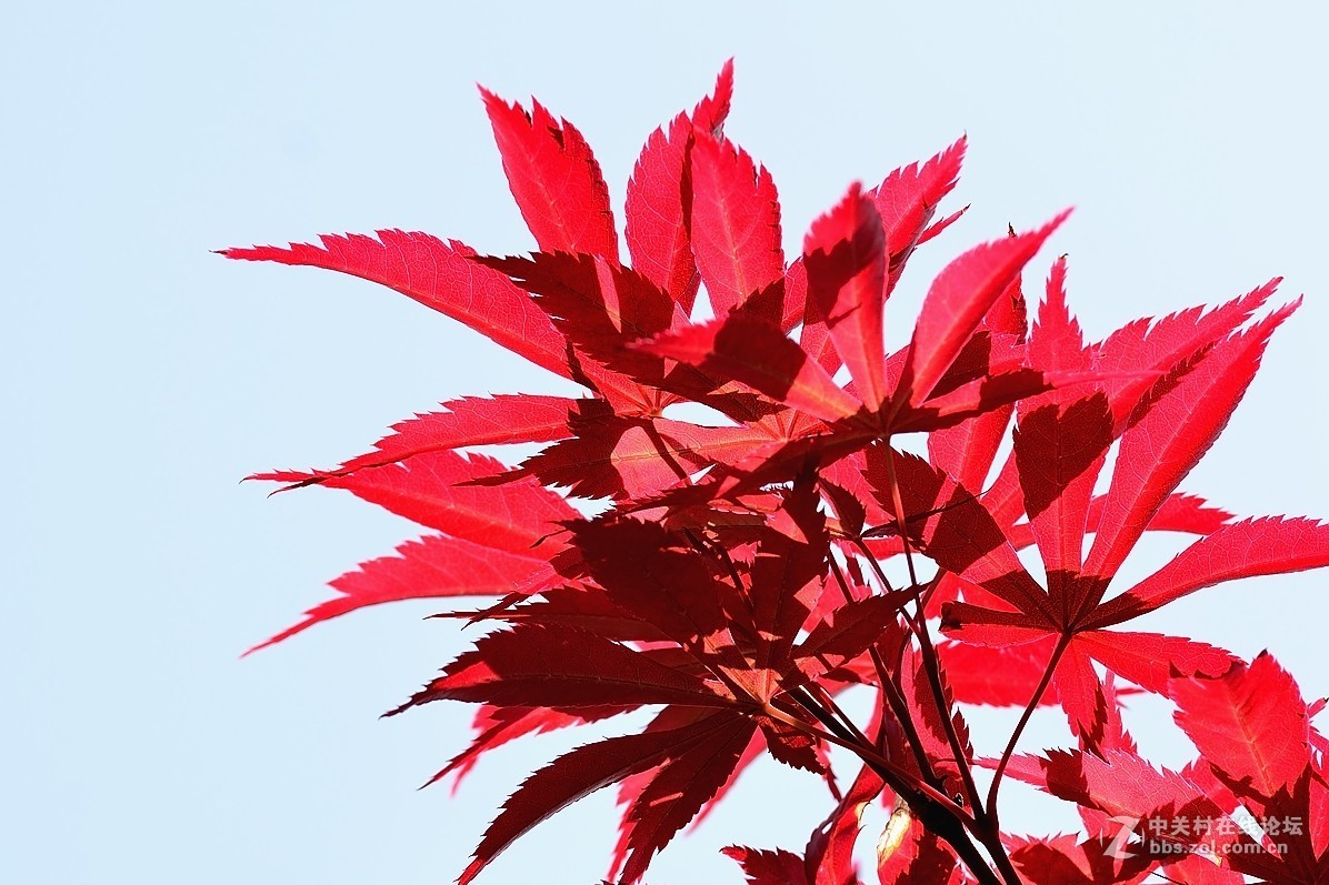 红枫叶-中关村在线摄影论坛