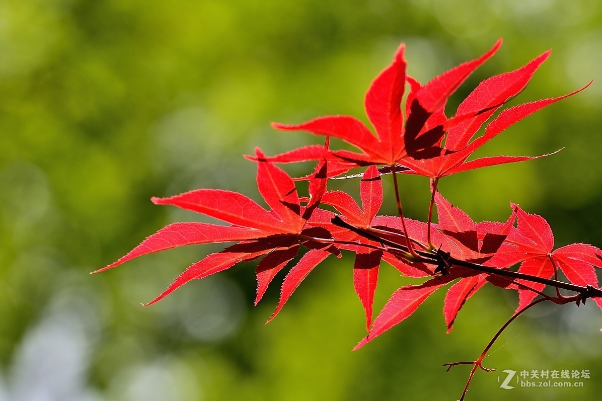 红枫叶-中关村在线摄影论坛