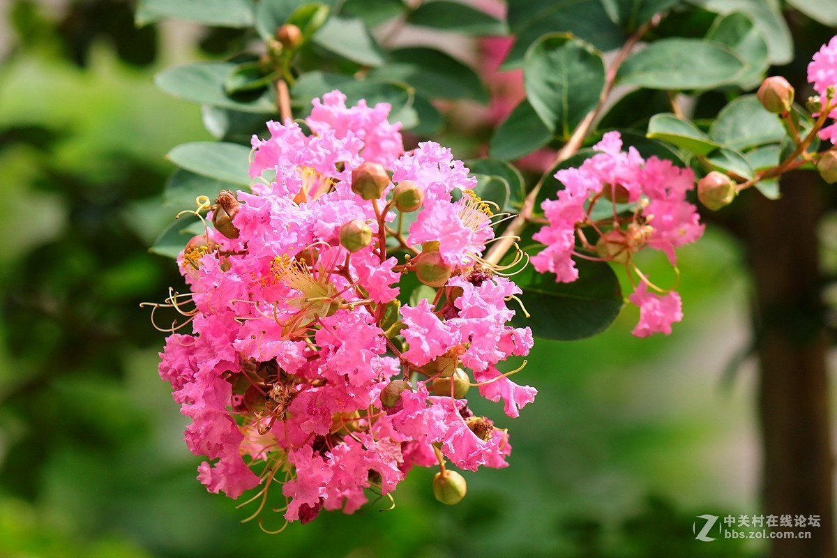 紫薇花。-中关村在线摄影论坛
