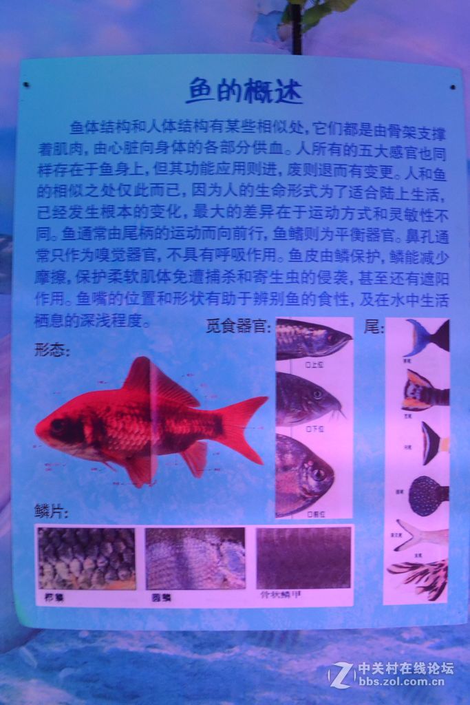 观赏鱼翻拍-中关村在线摄影论坛