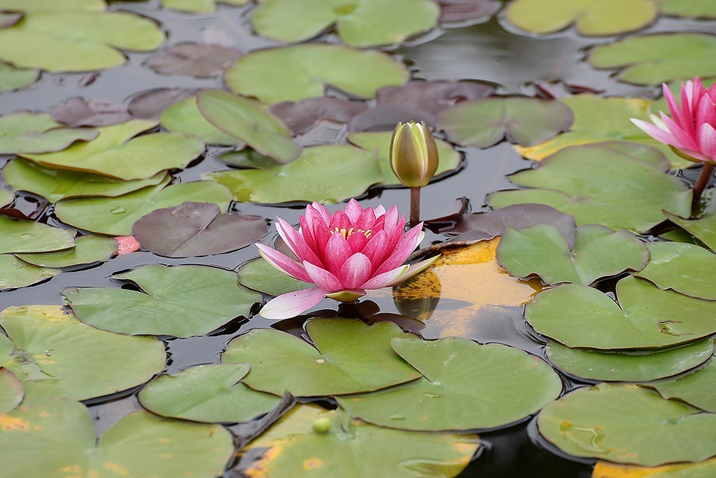 17年秋的睡莲-中关村在线摄影论坛