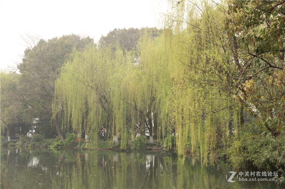 60D+55-250STM 新手求指导 柳树是15-85拍的 感觉拍不出效果-中关村在线摄影论坛