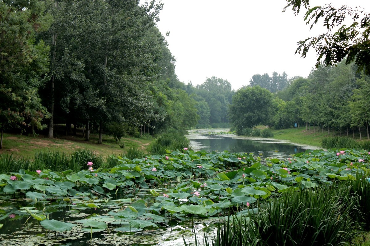 郊区湿地风光-中关村在线摄影论坛