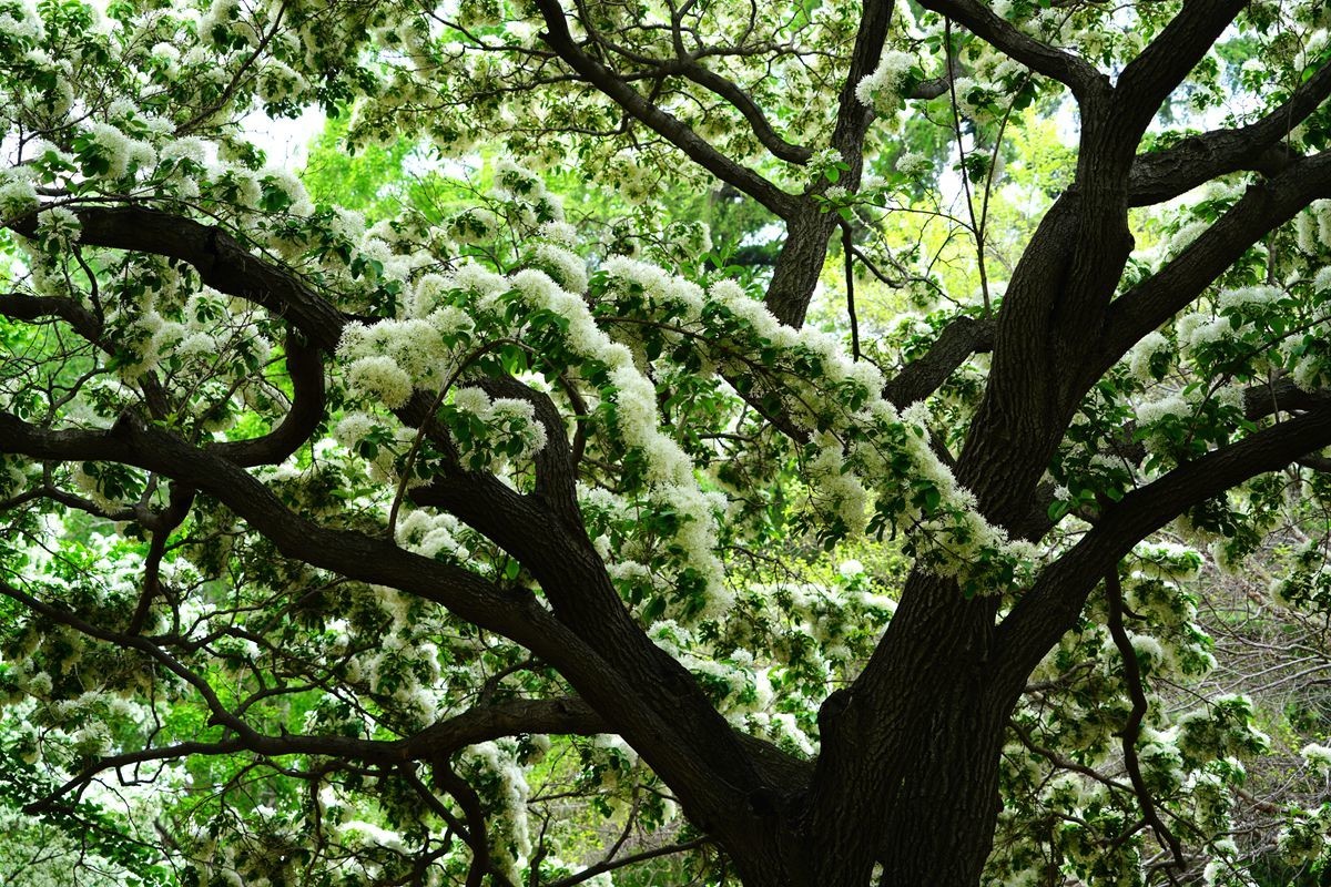 流苏树-中关村在线摄影论坛