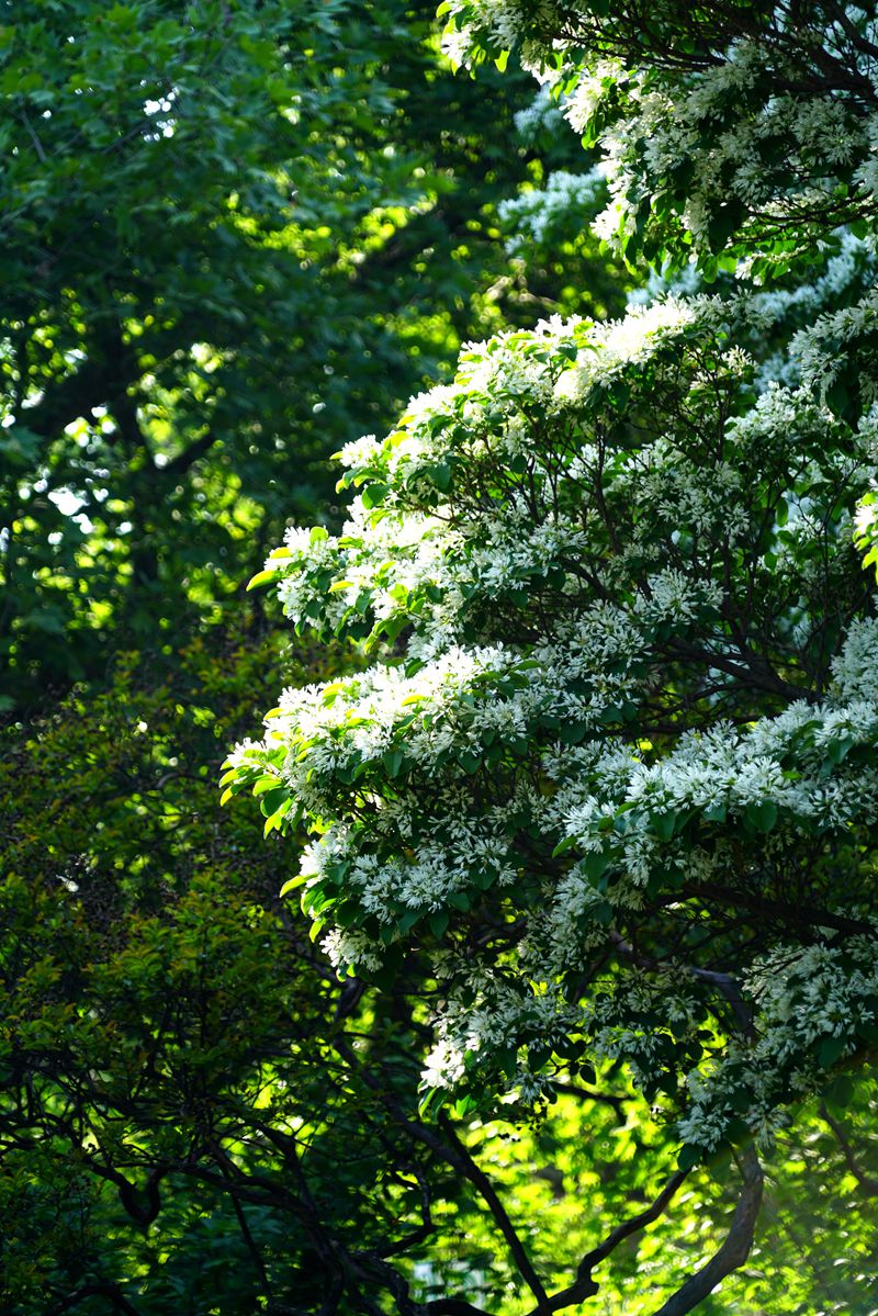 流苏树-中关村在线摄影论坛