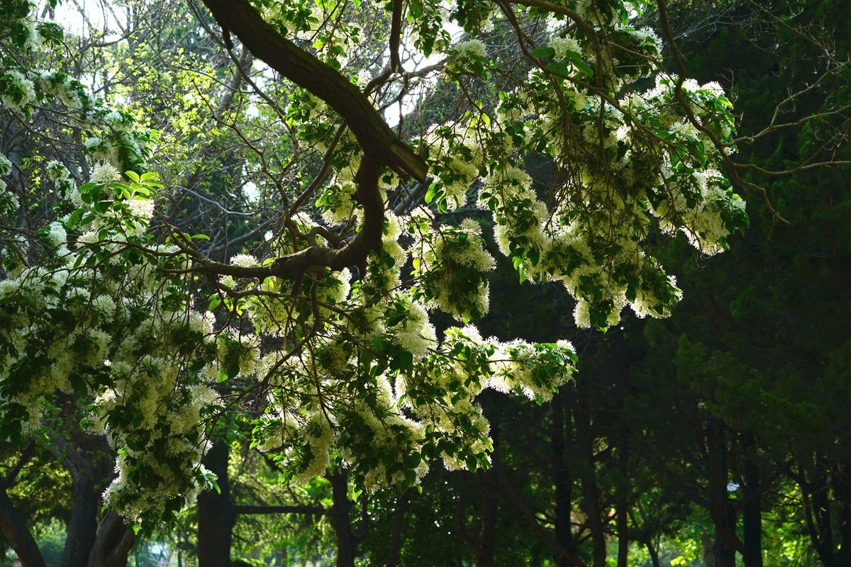 流苏树-中关村在线摄影论坛