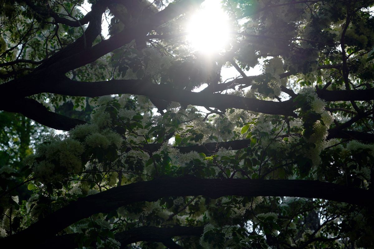 流苏树-中关村在线摄影论坛