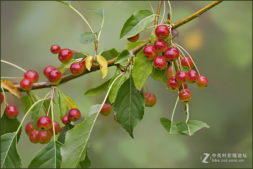 一组山钉子-中关村在线摄影论坛