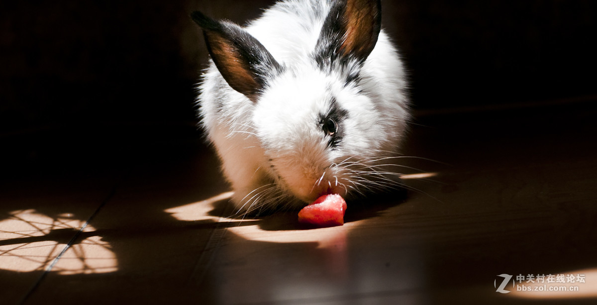 熊猫兔-中关村在线摄影论坛