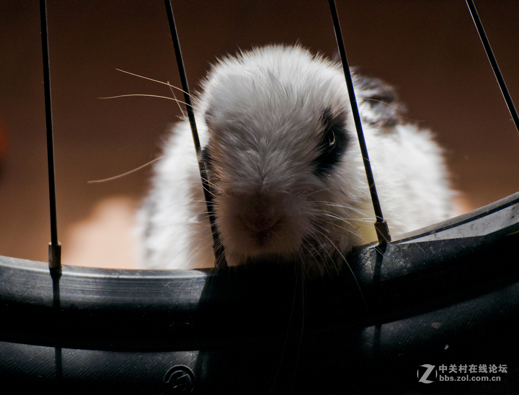 熊猫兔-中关村在线摄影论坛