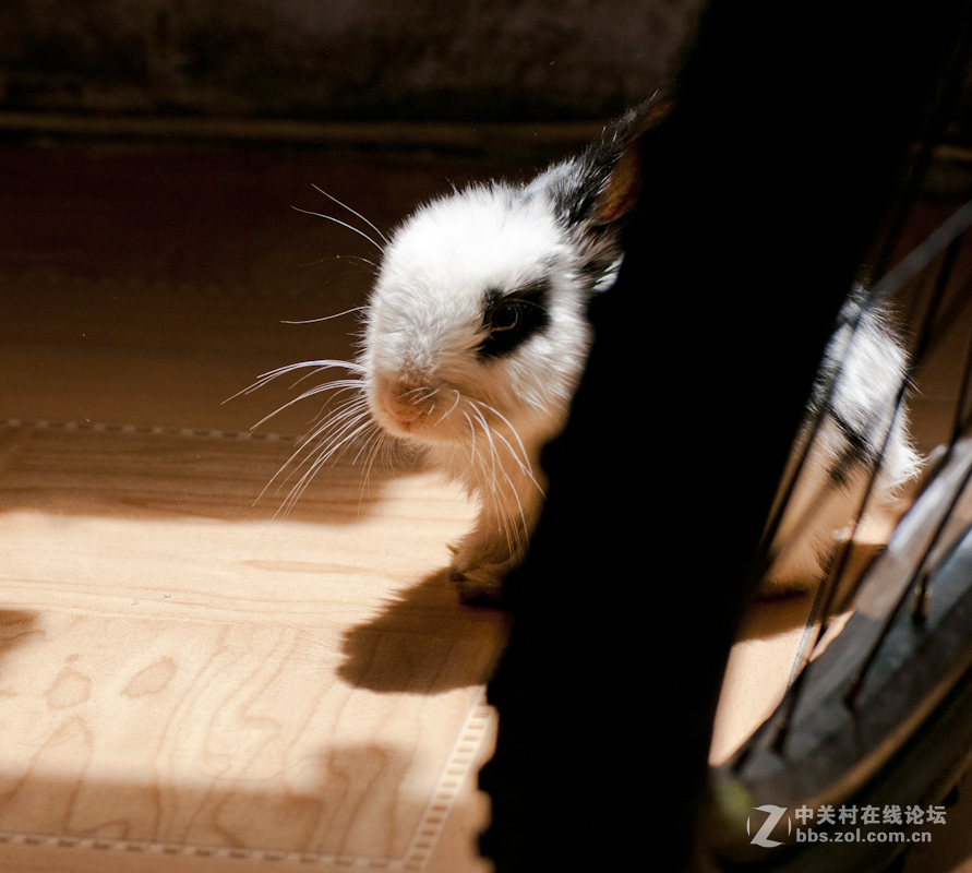 熊猫兔-中关村在线摄影论坛