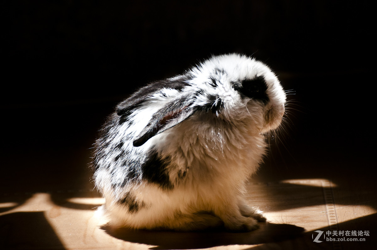 熊猫兔-中关村在线摄影论坛