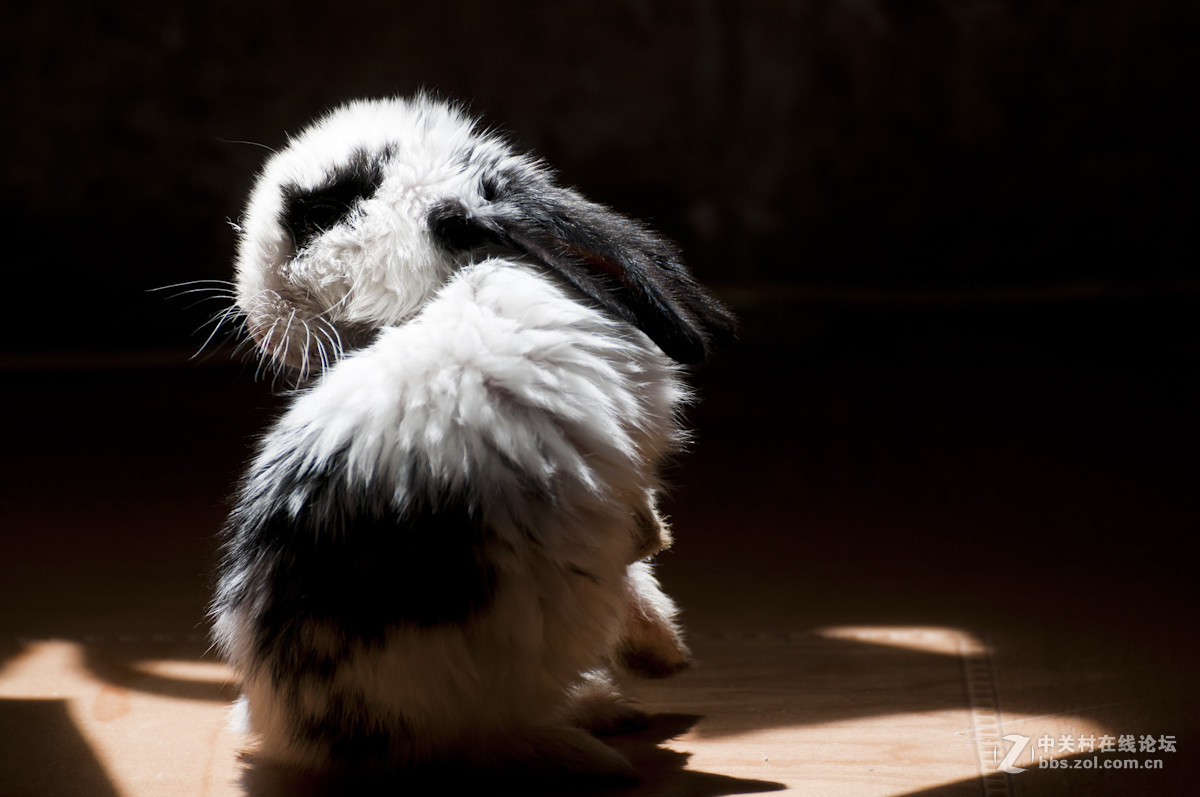 熊猫兔-中关村在线摄影论坛