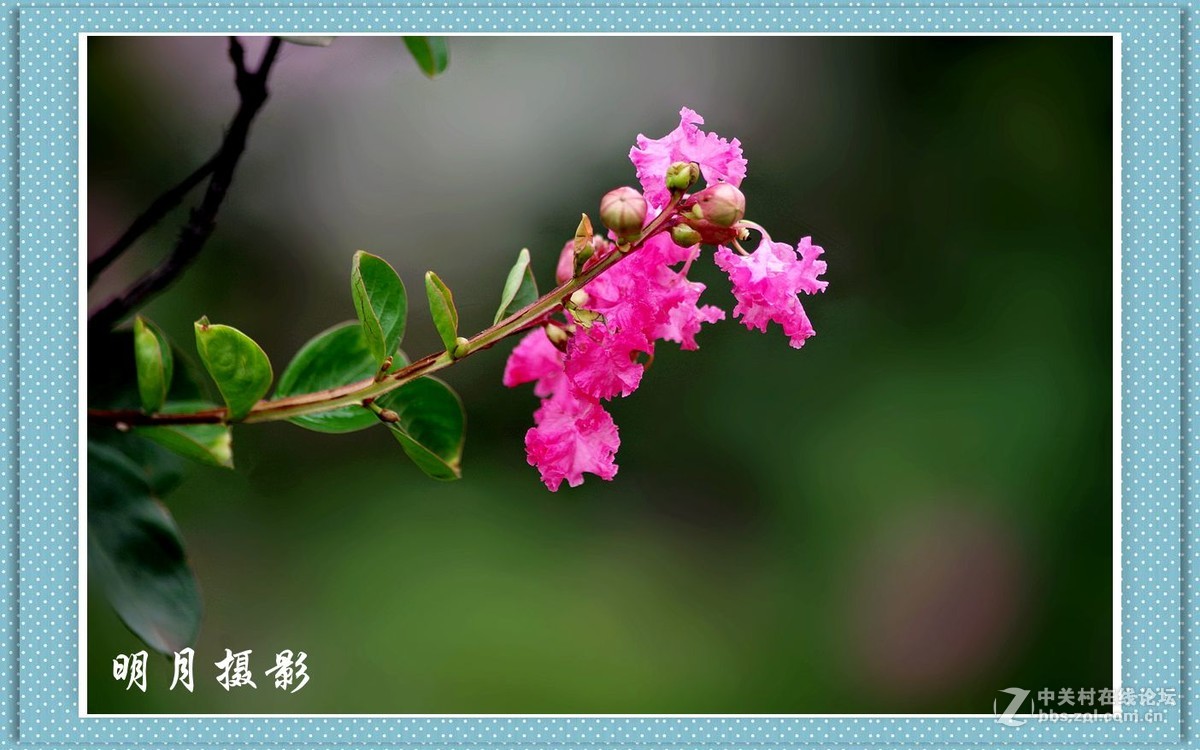 紫薇花-中关村在线摄影论坛