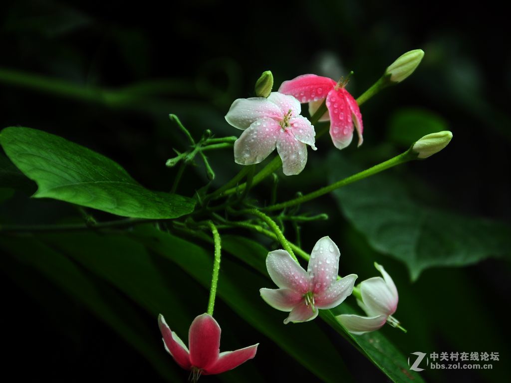 使君子花-中关村在线摄影论坛