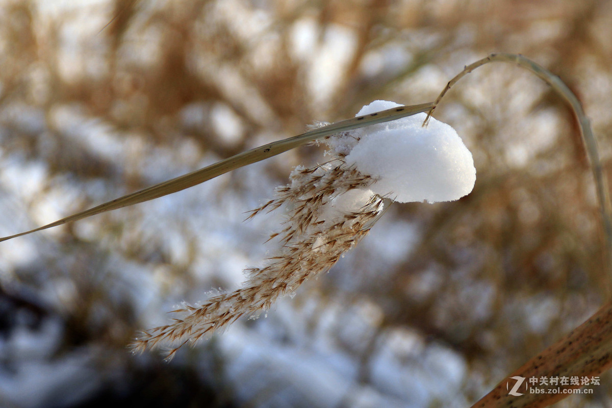 雪枝飘摇-中关村在线摄影论坛