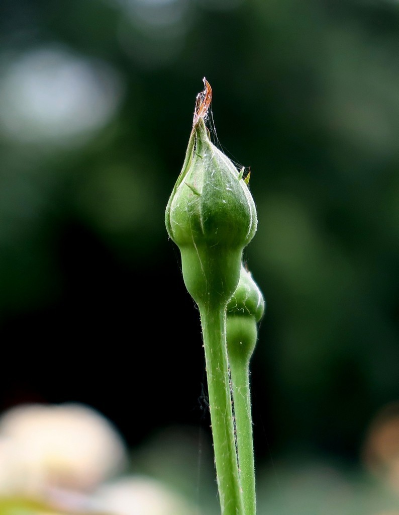 【高清图】试 机-中关村在线摄影论坛