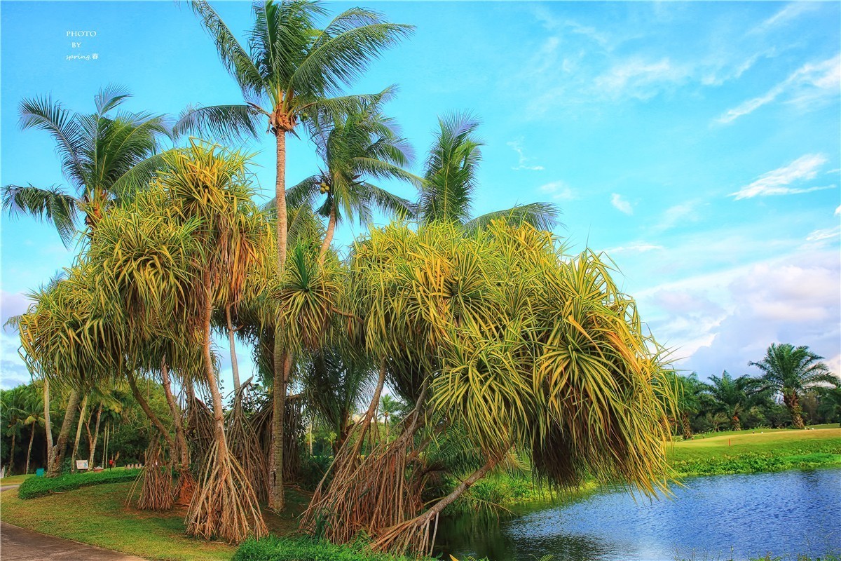 香格里拉-萨莉亚-中关村在线摄影论坛