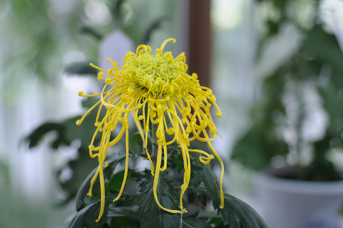 玄武湖菊花-中关村在线摄影论坛