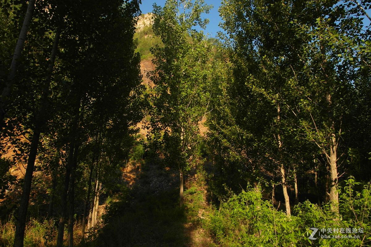 EX1-『杨树林里』123...11P-中关村在线摄影论坛