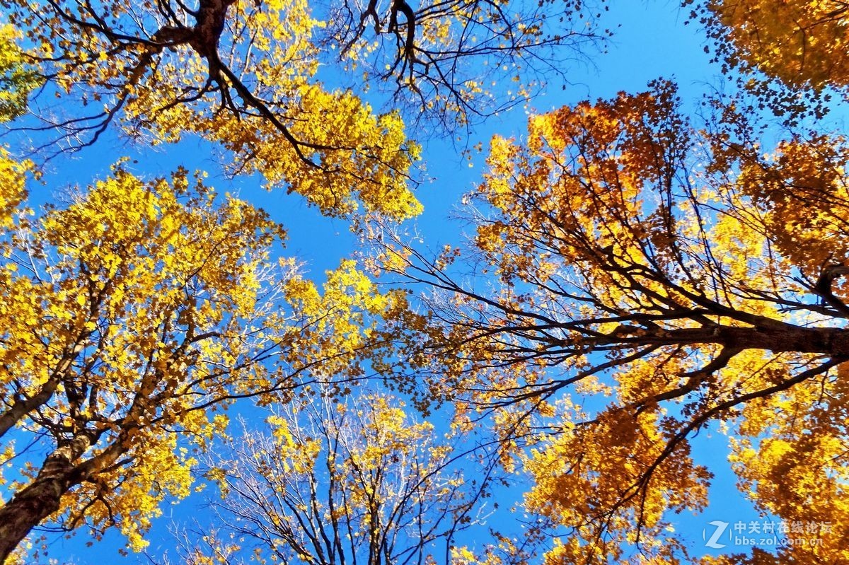 深秋时分（2）-中关村在线摄影论坛