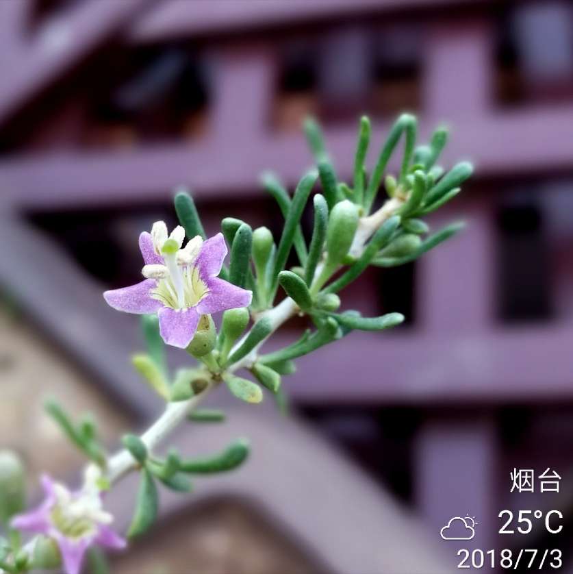 黑枸杞花-中关村在线摄影论坛