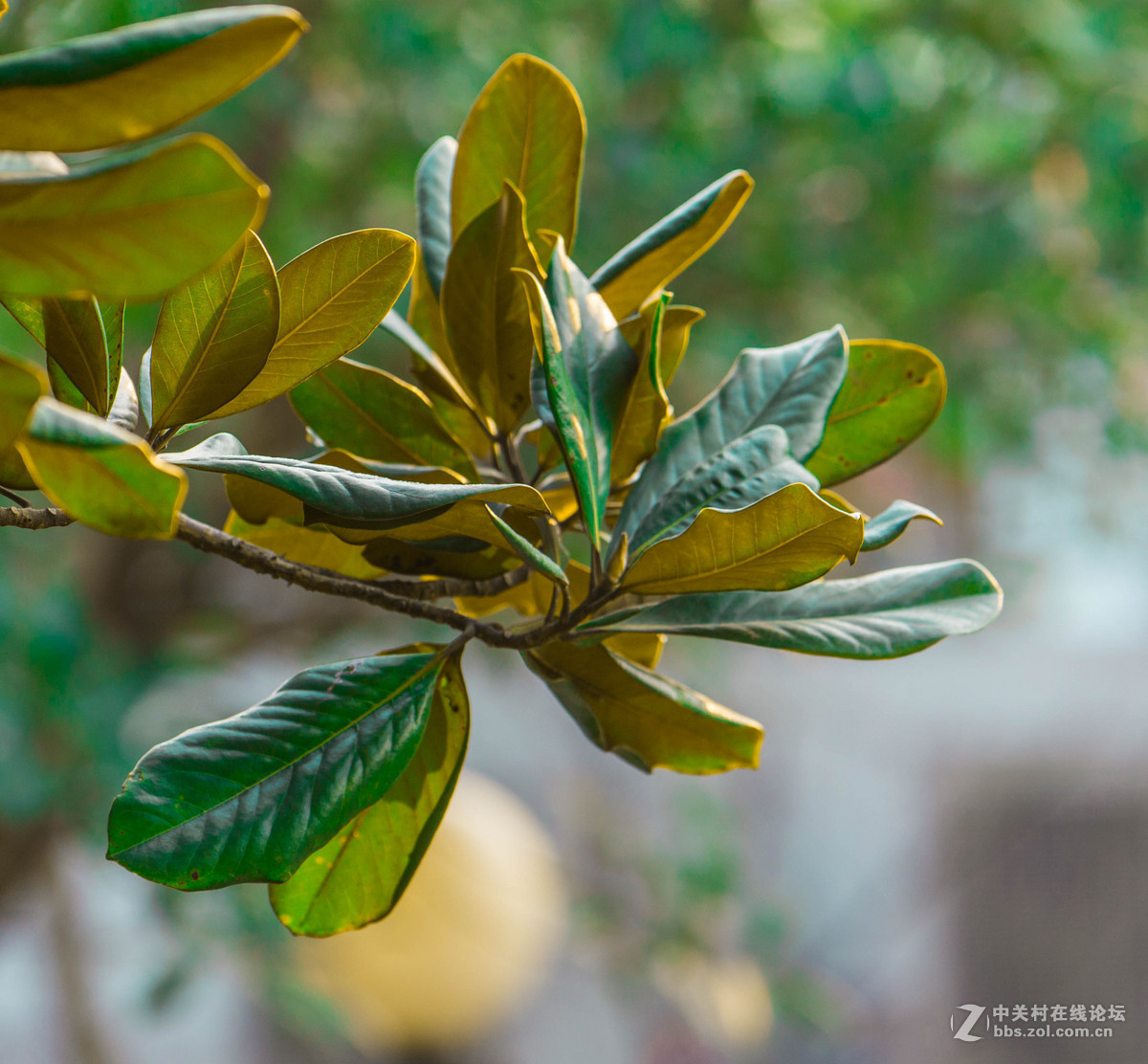 试手-中关村在线摄影论坛