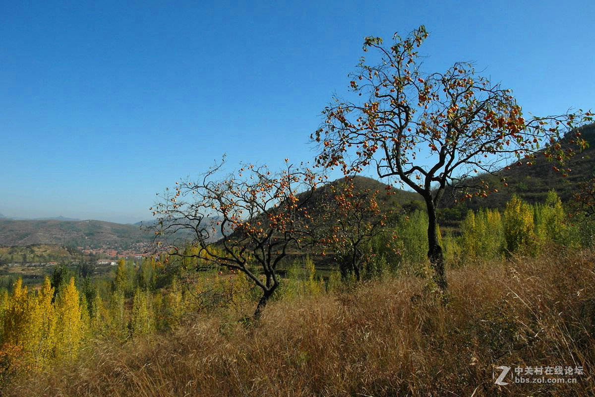 『秋日的山里』123...13P-中关村在线摄影论坛