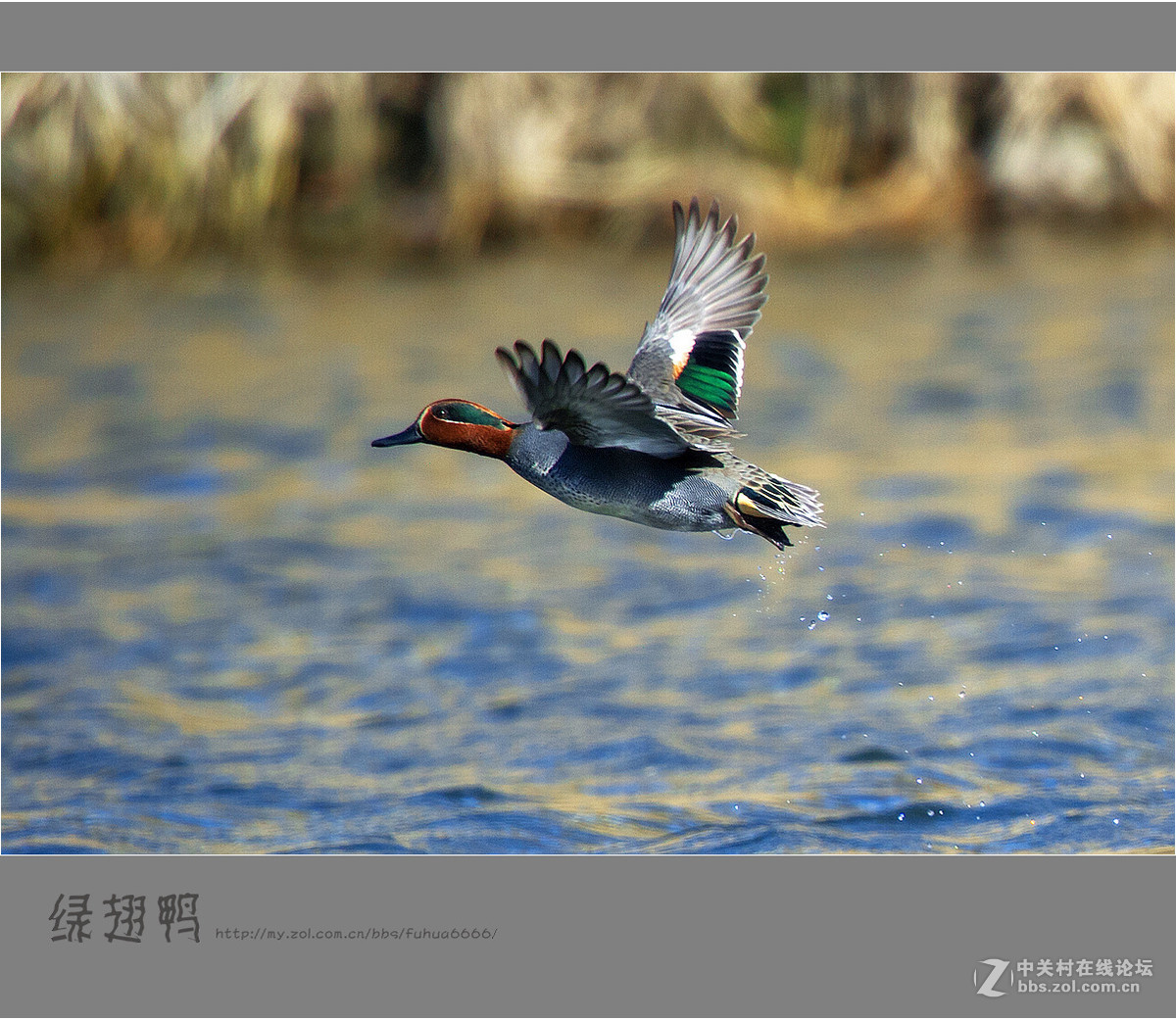 绿翅鸭-中关村在线摄影论坛