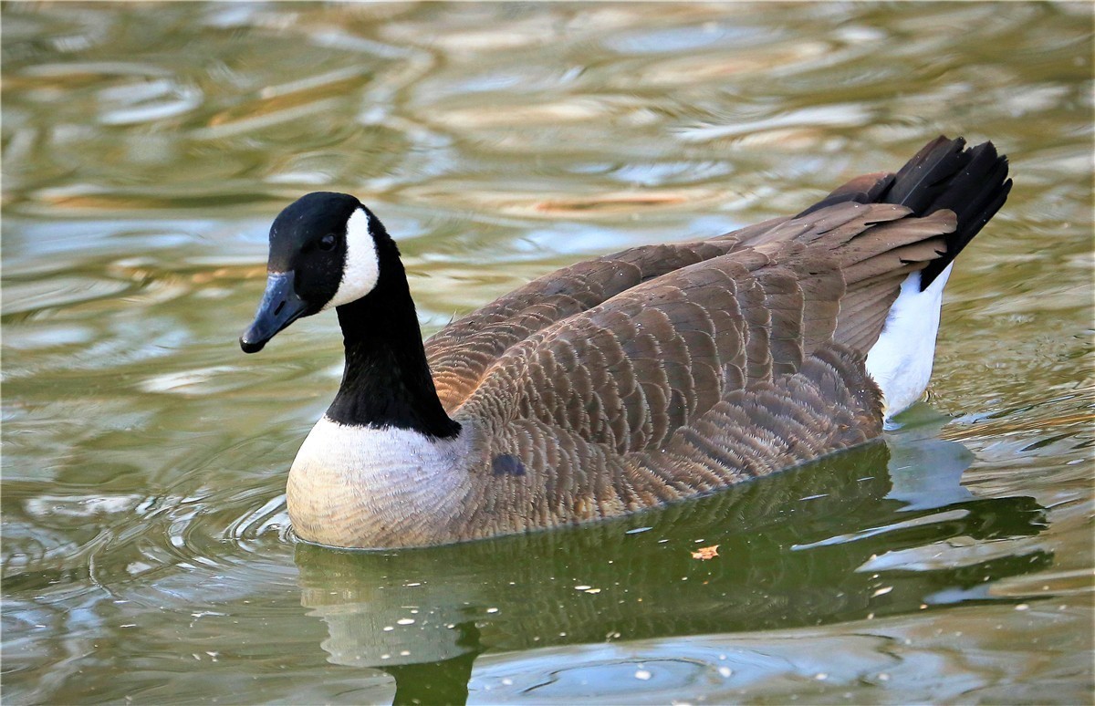 水禽湖抓拍28.-中关村在线摄影论坛