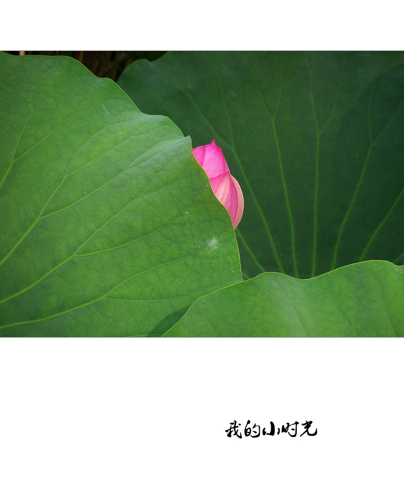 Z915 拍野花-中关村在线摄影论坛