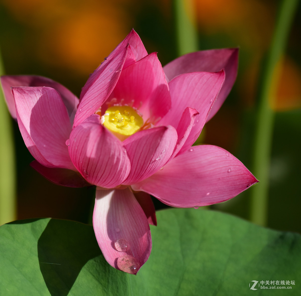 莫愁湖公园的荷花-中关村在线摄影论坛