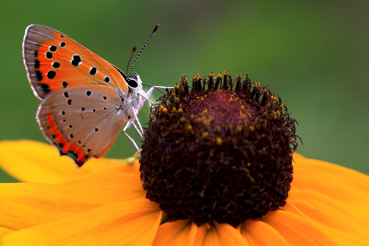 蝶恋花-中关村在线摄影论坛