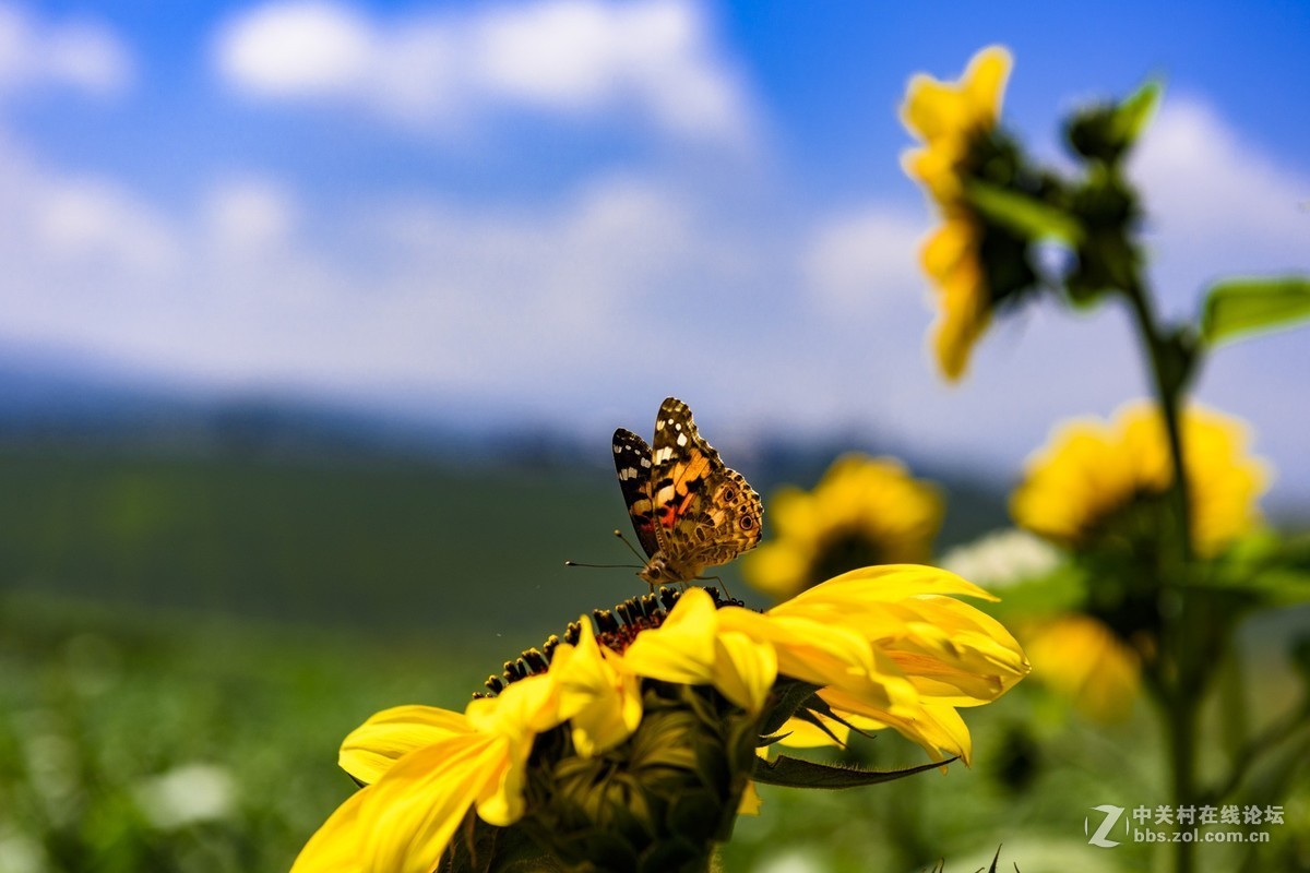 昭通市委党校荷花园摄影-中关村在线摄影论坛