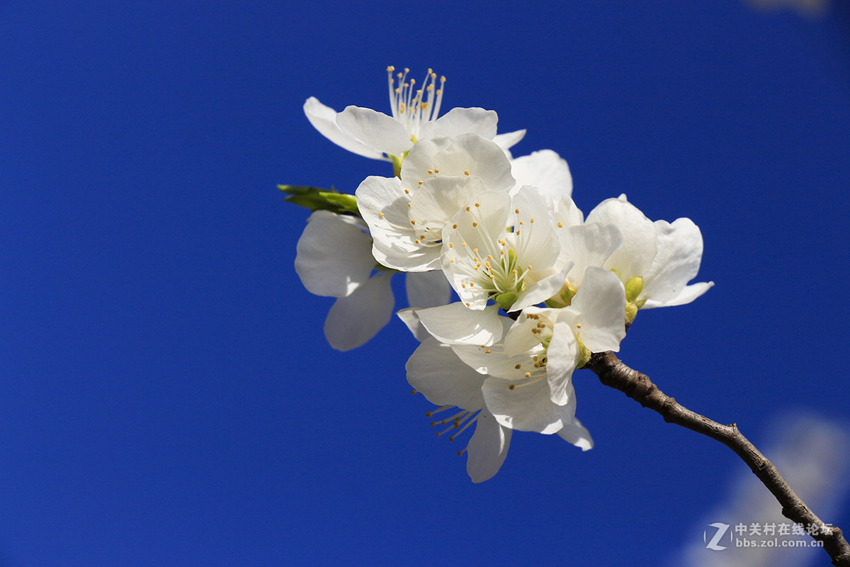 #ZOL月赛-四月物语#-桃花朵朵开-中关村在线摄影论坛