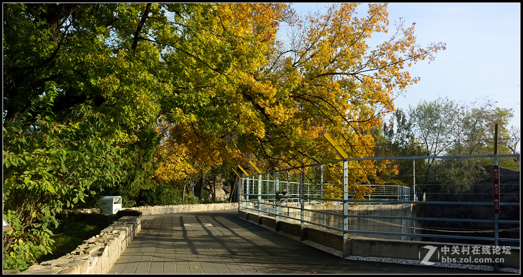 动物园溜湾拍秋色。-中关村在线摄影论坛