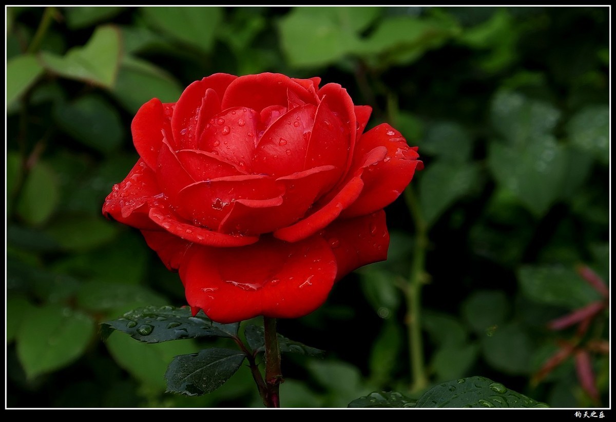 【月季1】-中关村在线摄影论坛