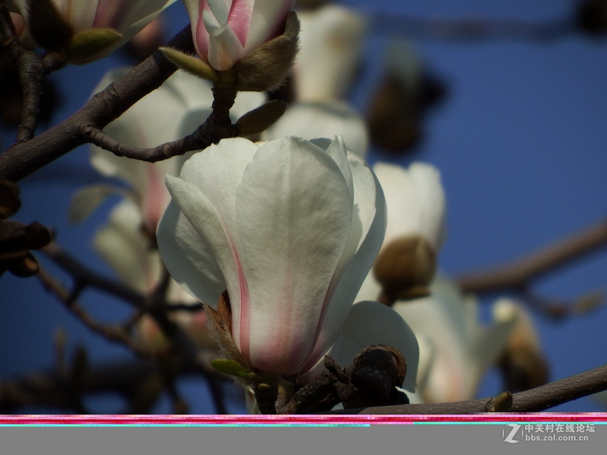 白玉兰-中关村在线摄影论坛