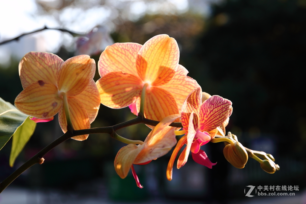 兰花-中关村在线摄影论坛