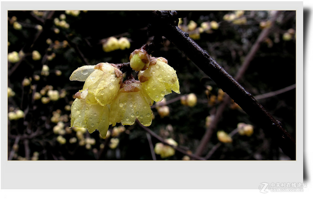 发几张腊梅-中关村在线摄影论坛