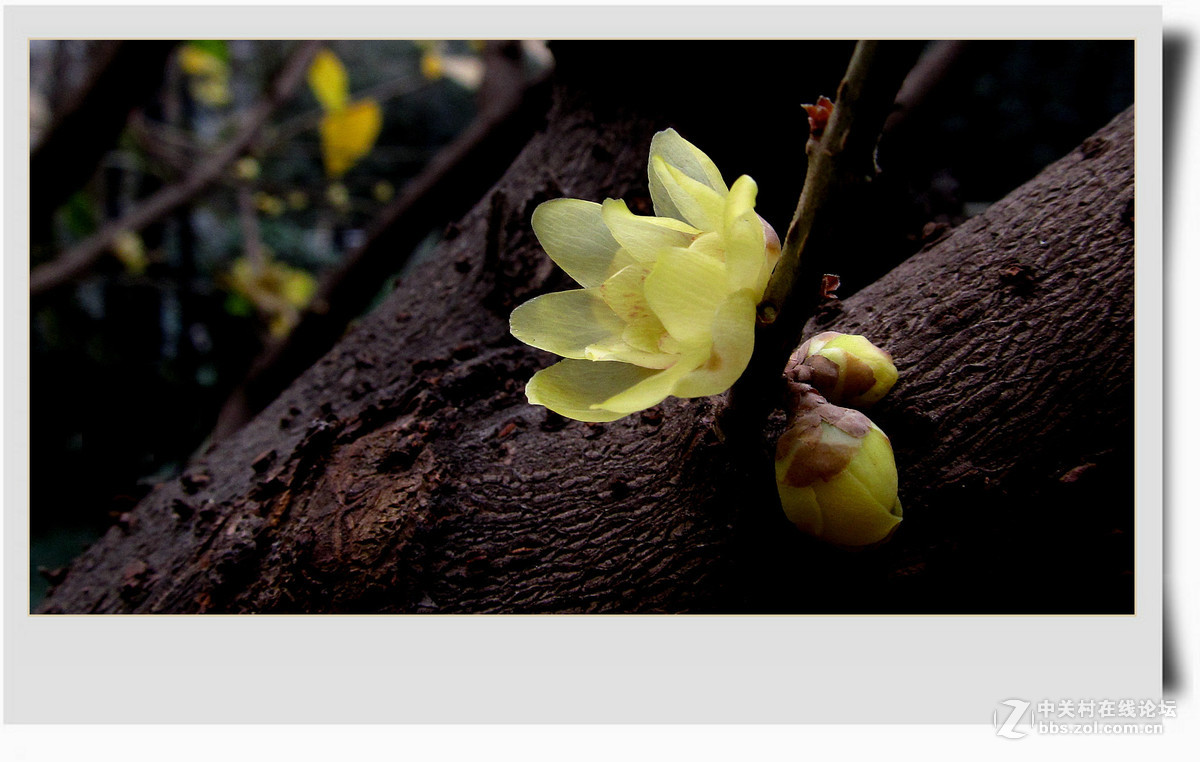 发几张腊梅-中关村在线摄影论坛